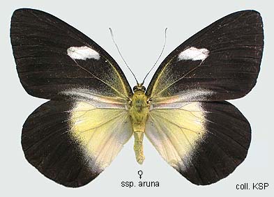 Papua Insects Foundation (Lepidoptera/Pieridae/Pierinae(Delias aruna)